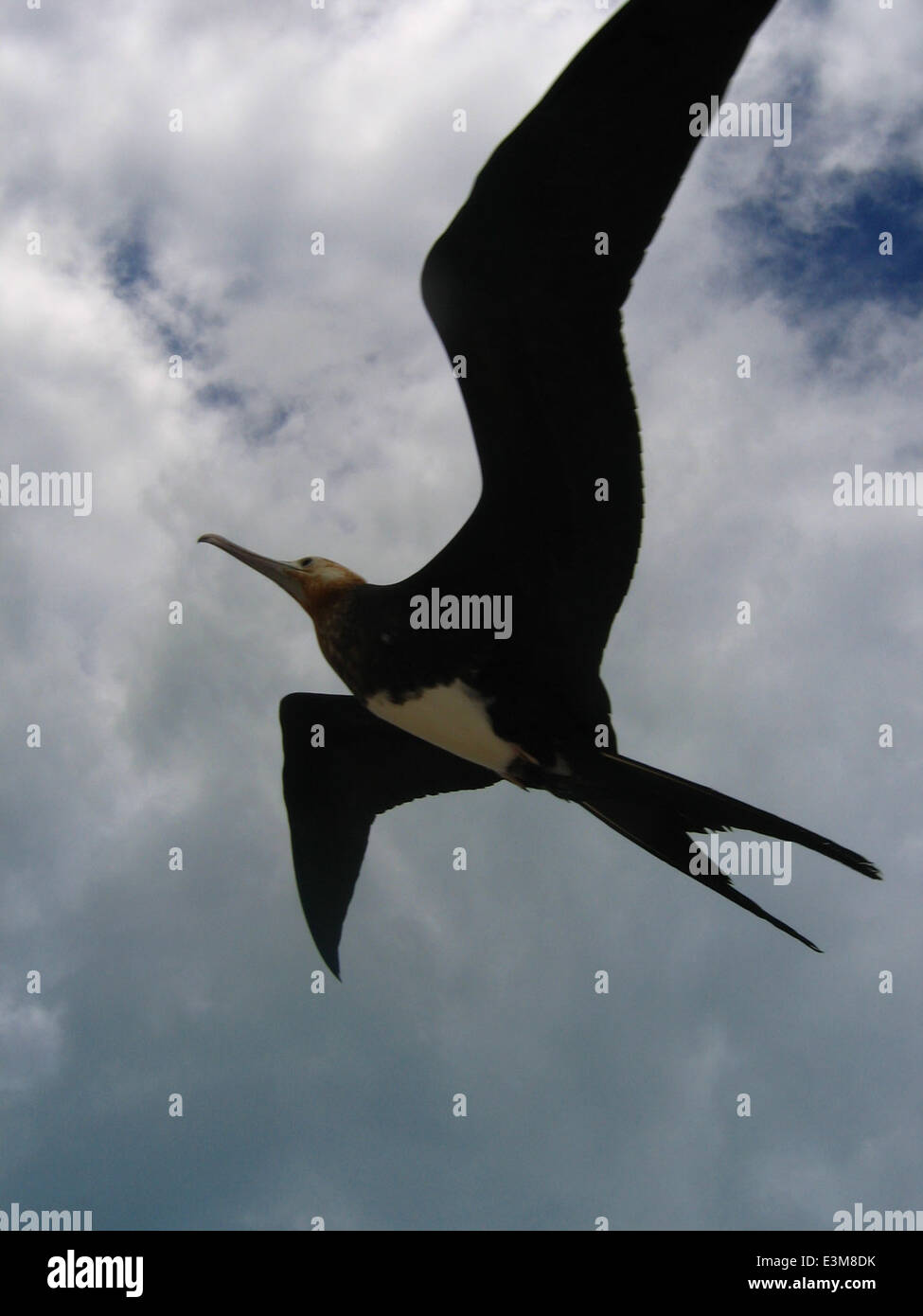 The Great Frigatebird, a seabird known for its impressive soaring ...