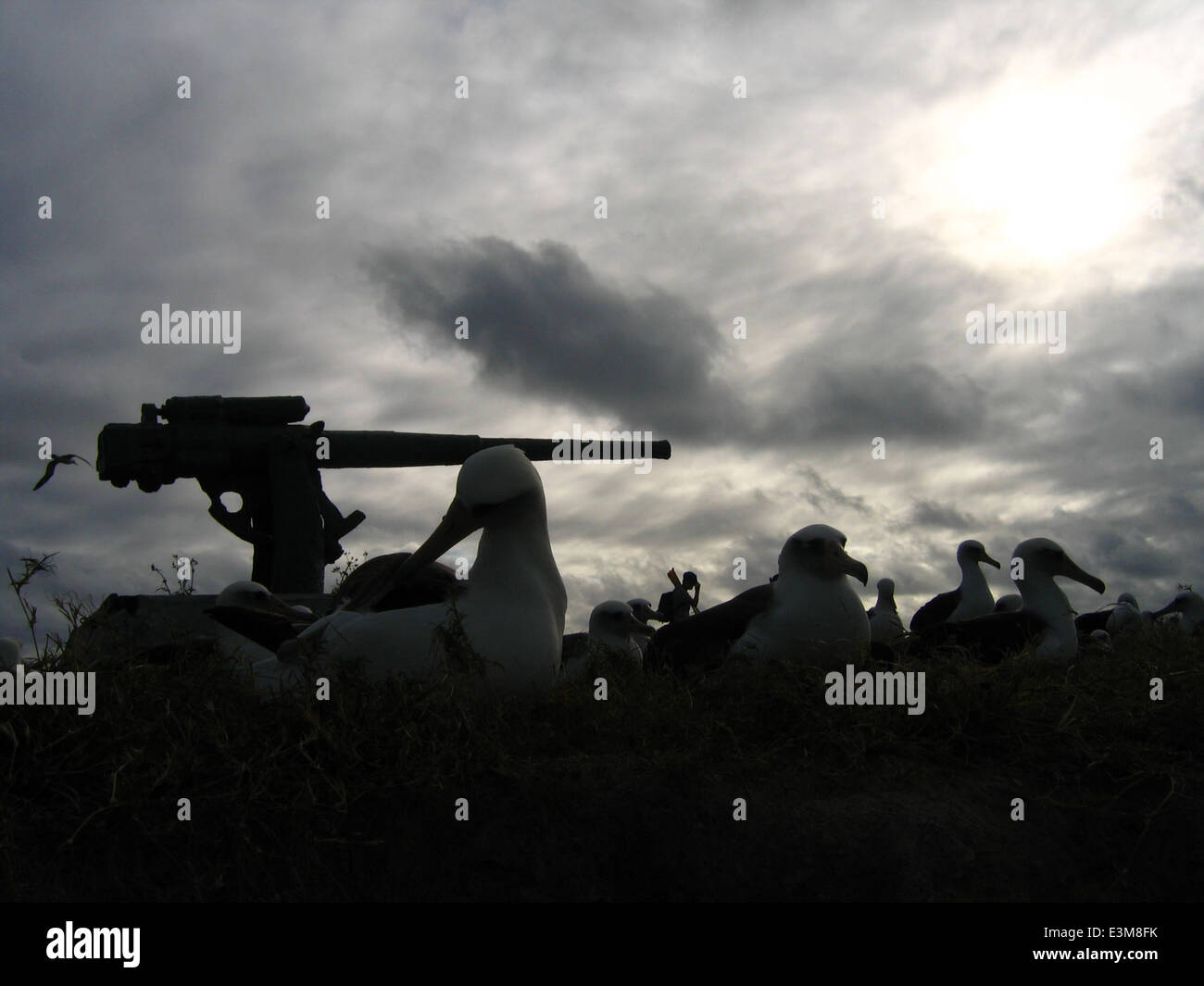 The historic canon at Midway Atoll National Wildlife Refuge serves as a ...