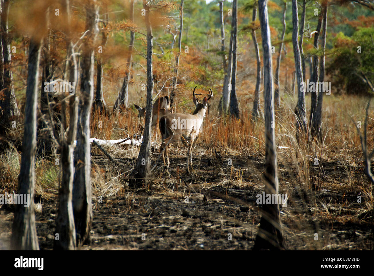The Columbian white-tailed deer, native to the Pacific Northwest, is a ...