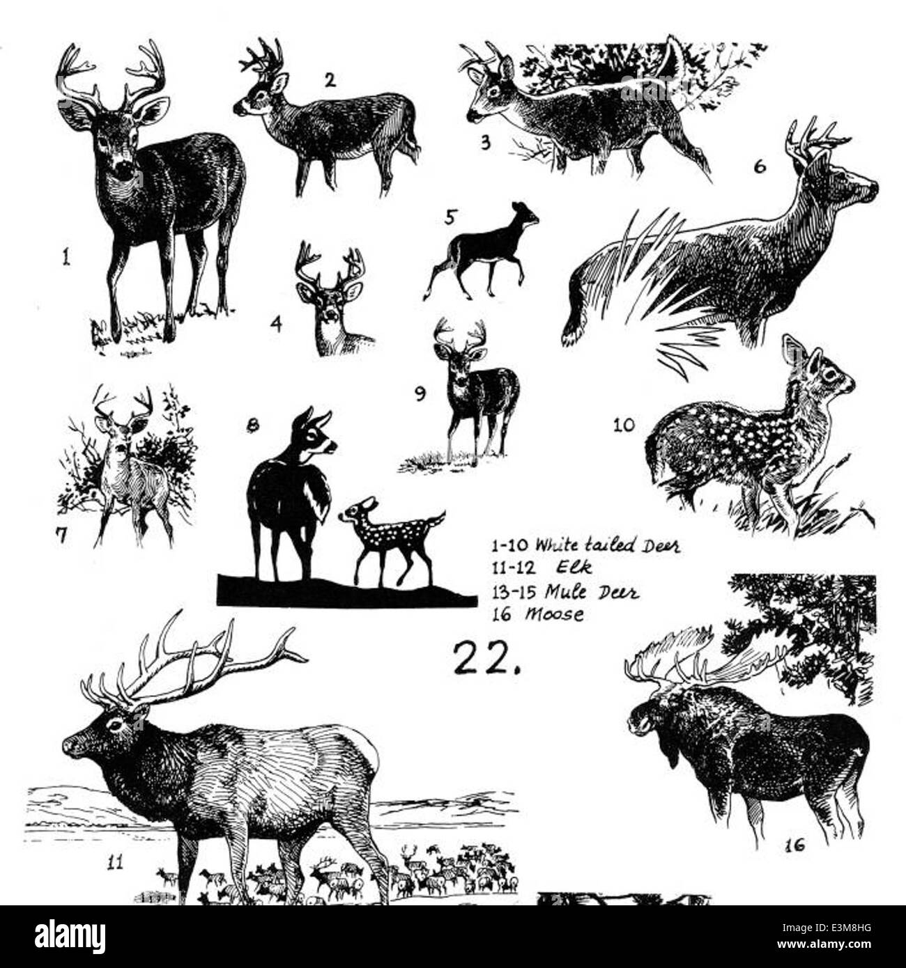 A white-tailed deer, commonly found in North American forests, is known ...