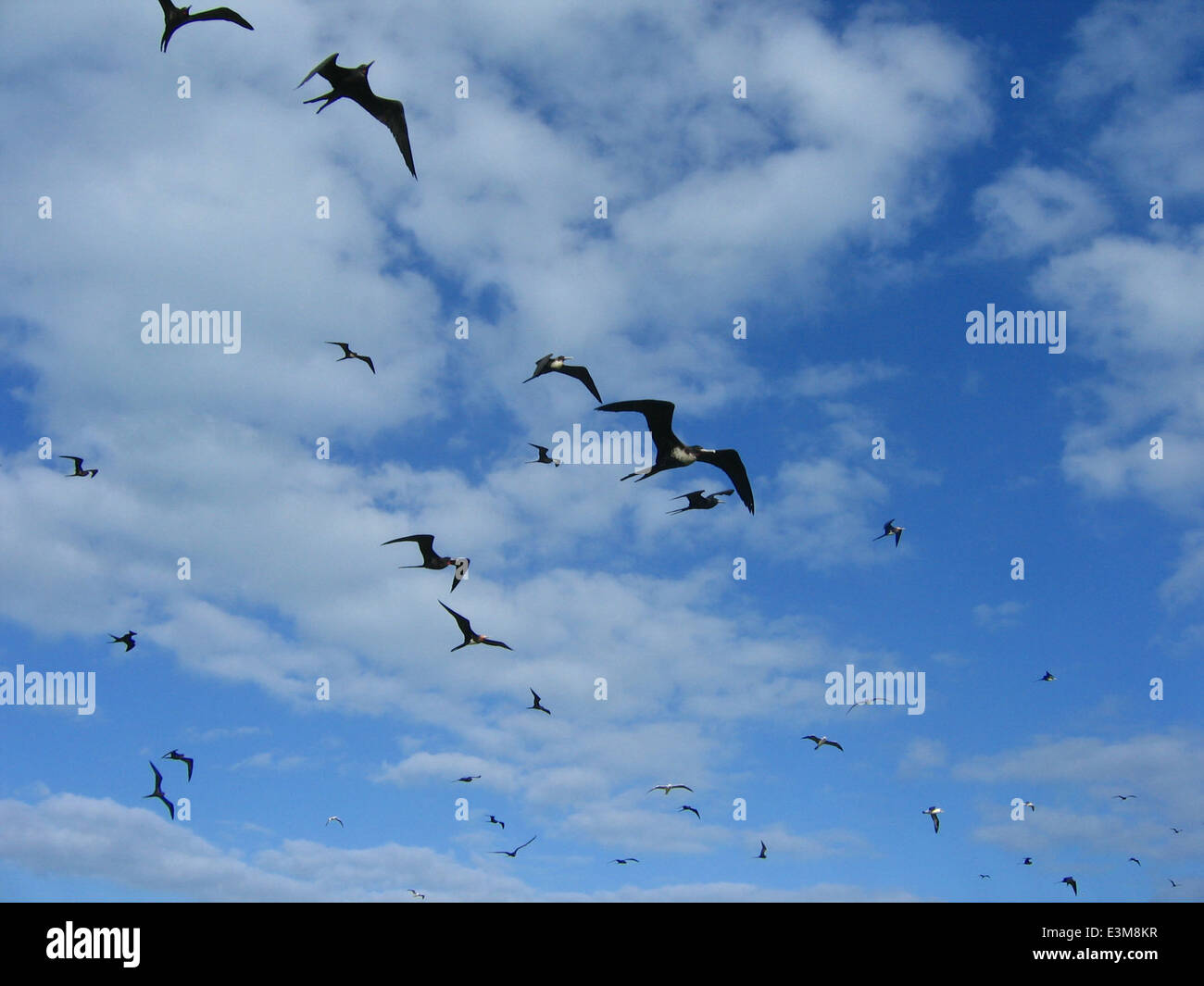 Frigatebirds are large seabirds known for their distinctive flight ...