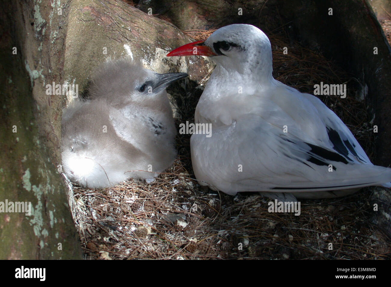 Red tailed adult hi-res stock photography and images - Alamy