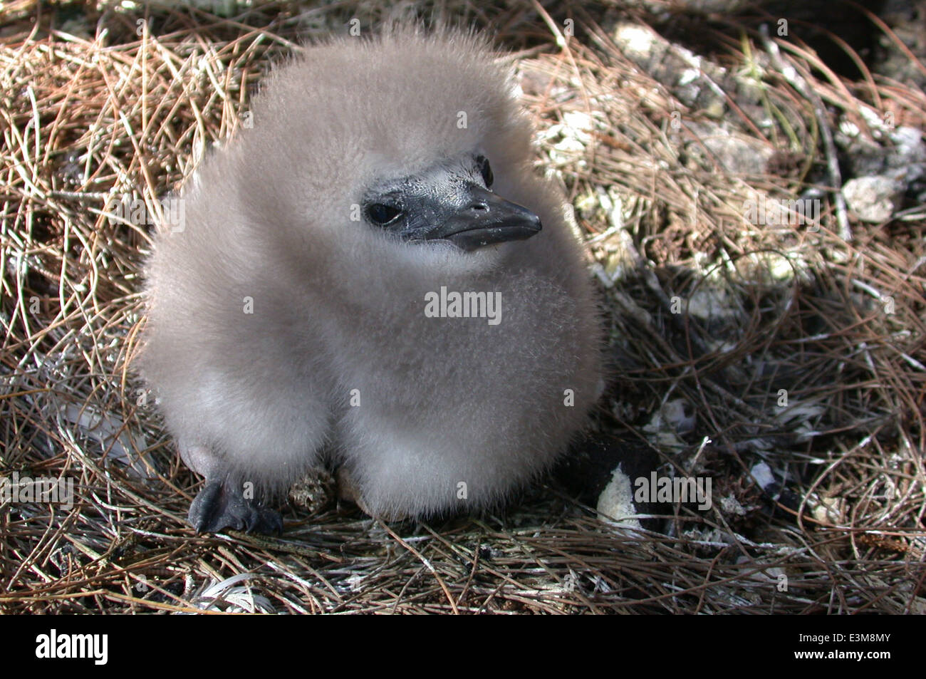 A downy red-tailed tropicbird chick, native to the Midway Atoll ...