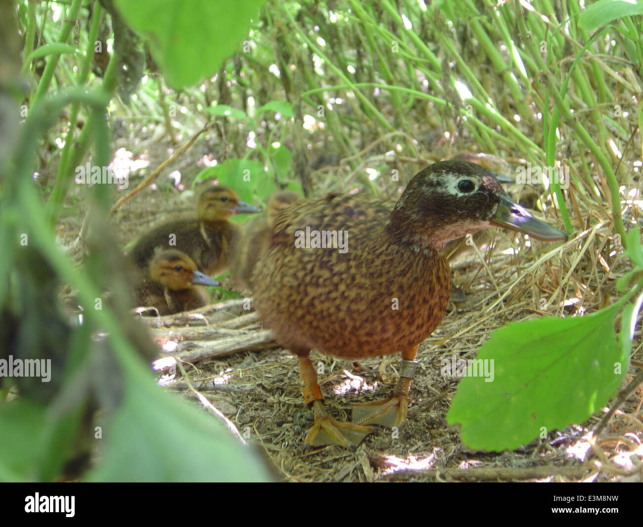 Laysan duck hen with 4 ducklings Stock Photo - Alamy