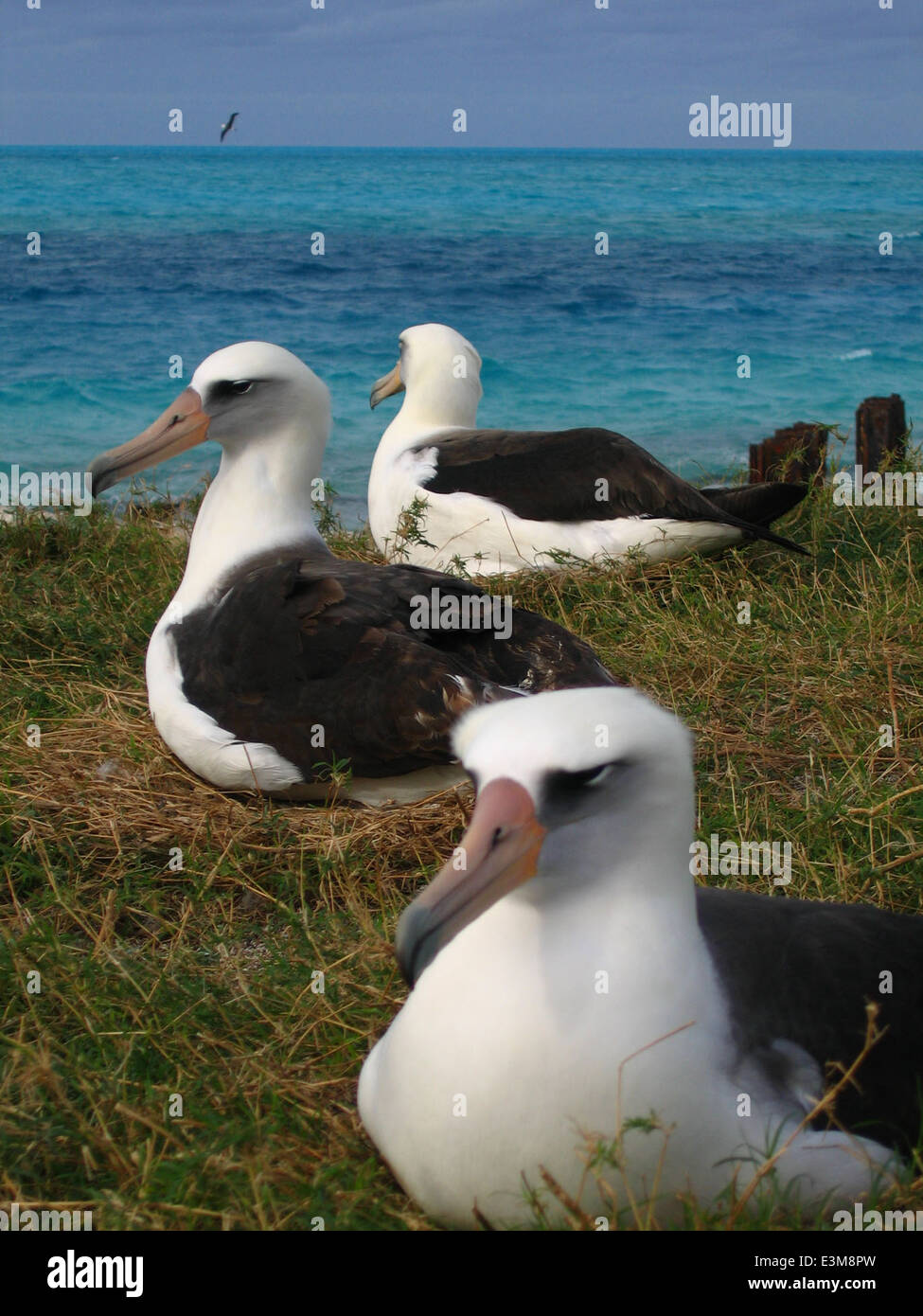 Laysan albatross nesting Stock Photo - Alamy