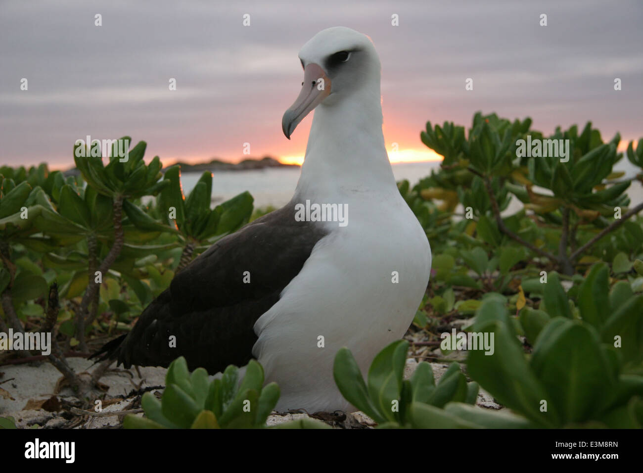 A Laysan Albatross at sunset in Midway Atoll, an important seabird ...