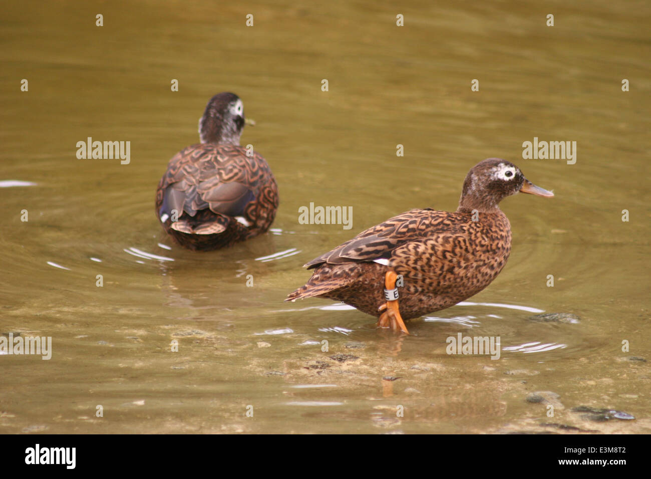 Laysan duck hi-res stock photography and images - Alamy