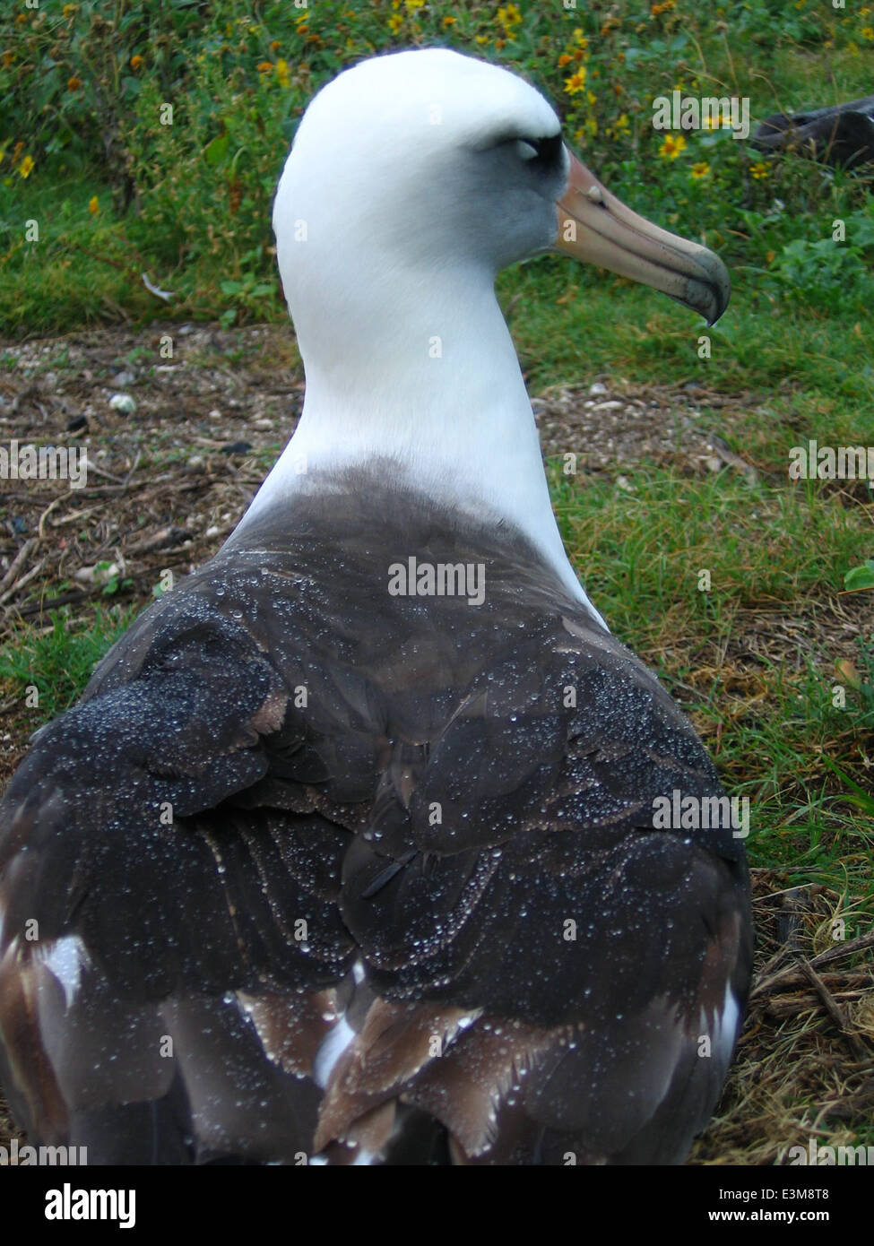 The Laysan albatross is a seabird species known for its long migrations ...