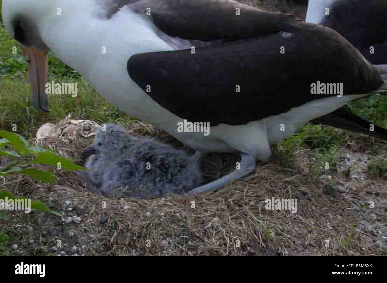 Adult Laysan Albatross brooding downy chick Stock Photo - Alamy