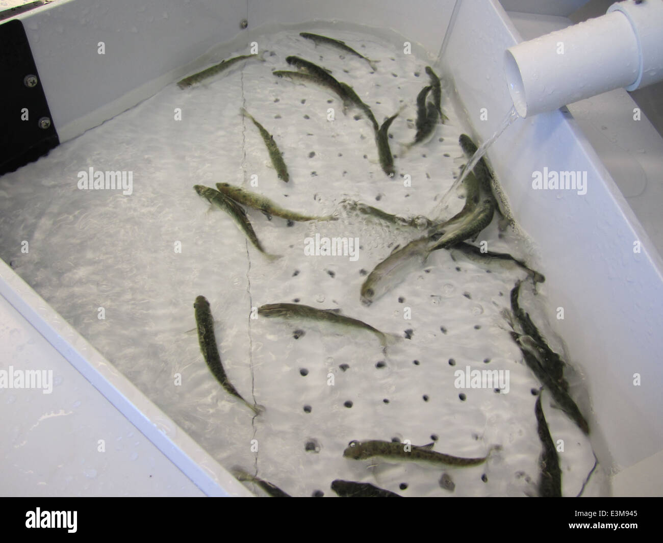 Volitional entry device. (FWS Stock Photo - Alamy