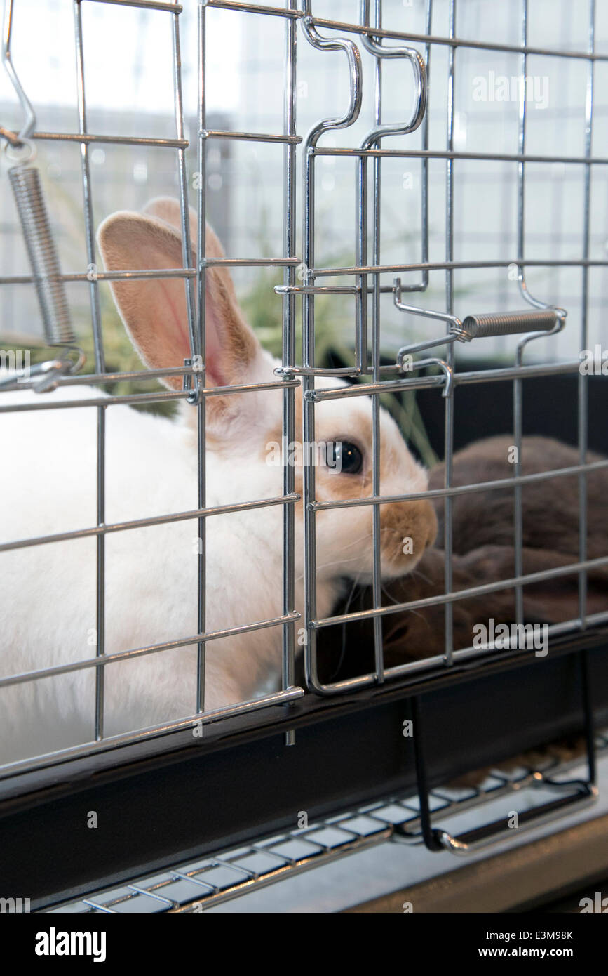 June 19, 2014, Tokyo, Japan - Ms.Bunny, a pet shop and cafe based in ...