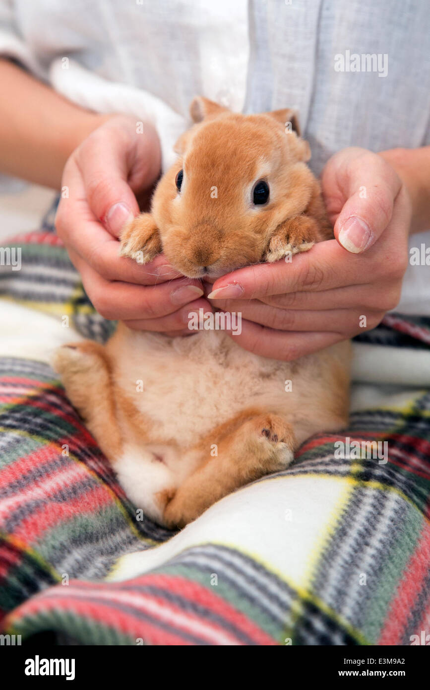 Tokyo, Japan - A member of staff holds a rabbit at the Ms. Bunny pet ...