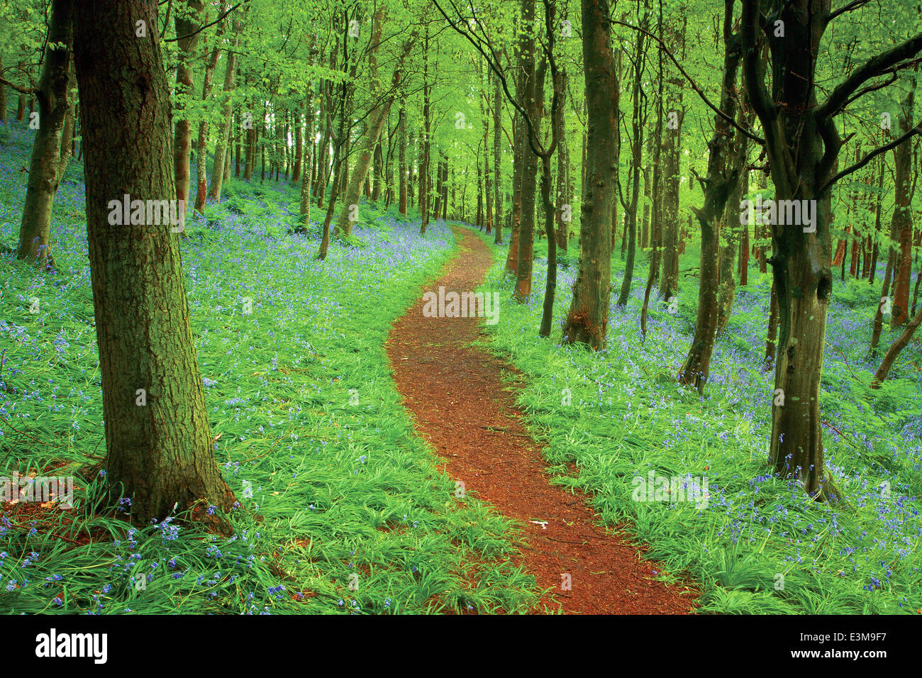 Bluebell Path, Portpatrick, Galloway Stock Photo - Alamy
