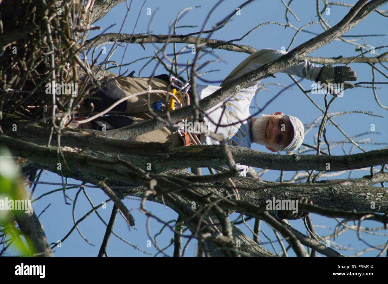 This image features an American Bald Eagle, a symbol of wildlife ...