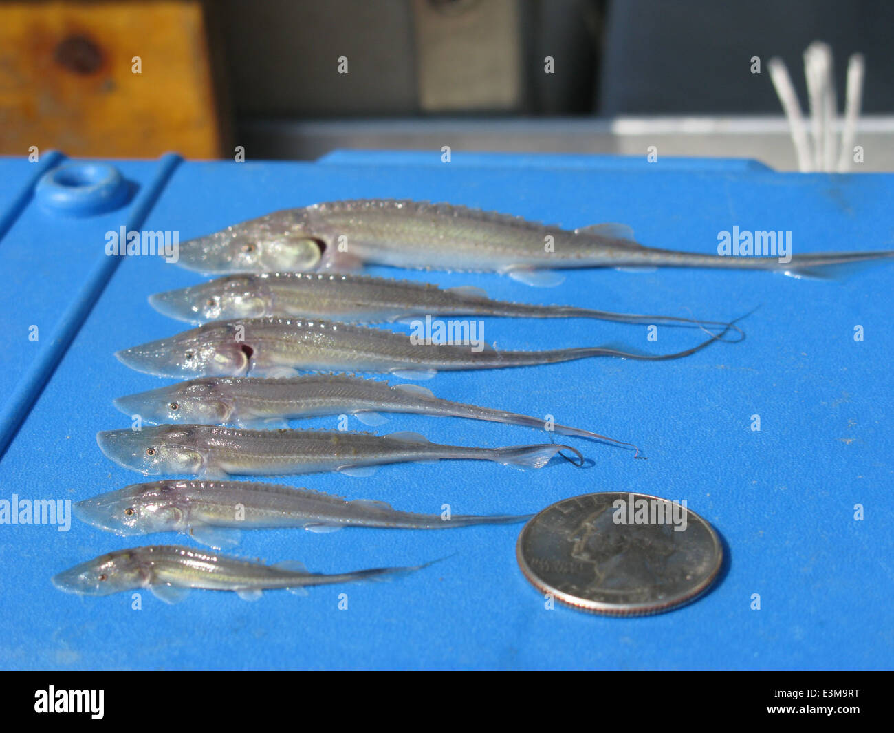 Sturgeon are ancient fish species with a rich evolutionary history ...