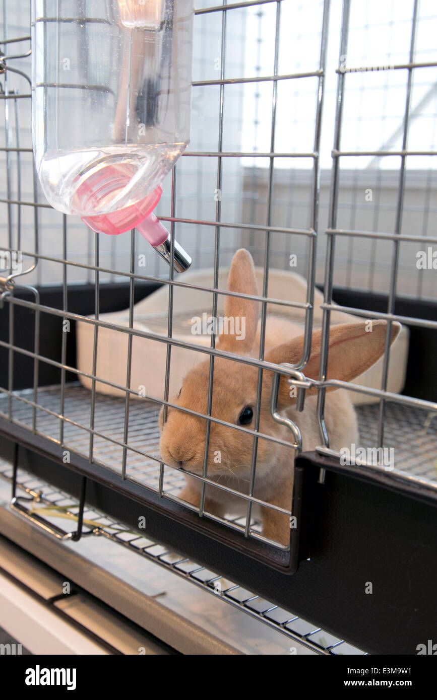 June 19, 2014, Tokyo, Japan - Ms.Bunny, a pet shop and cafe based in ...