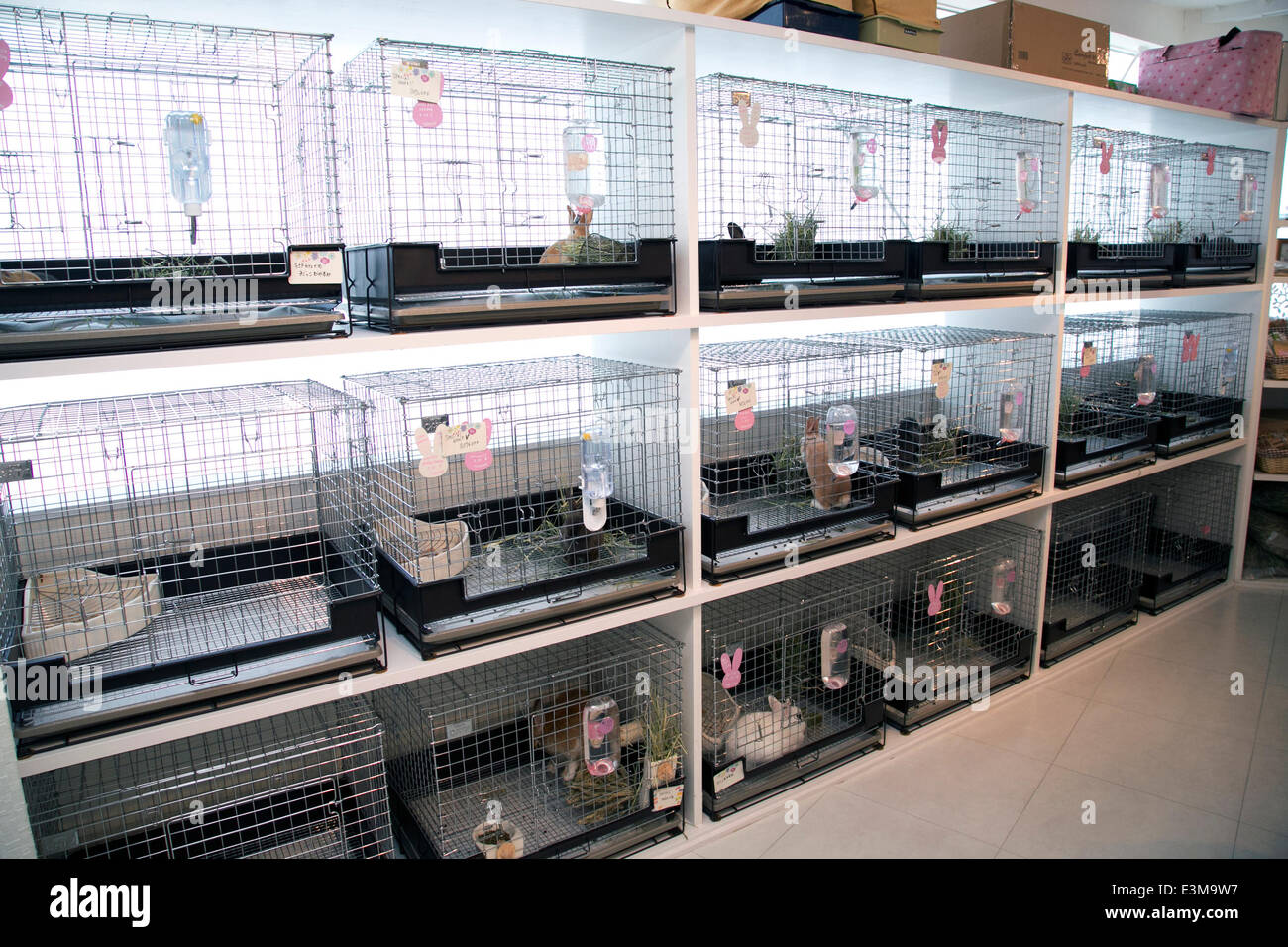June 19, 2014, Tokyo, Japan - Ms.Bunny, a pet shop and cafe based in ...
