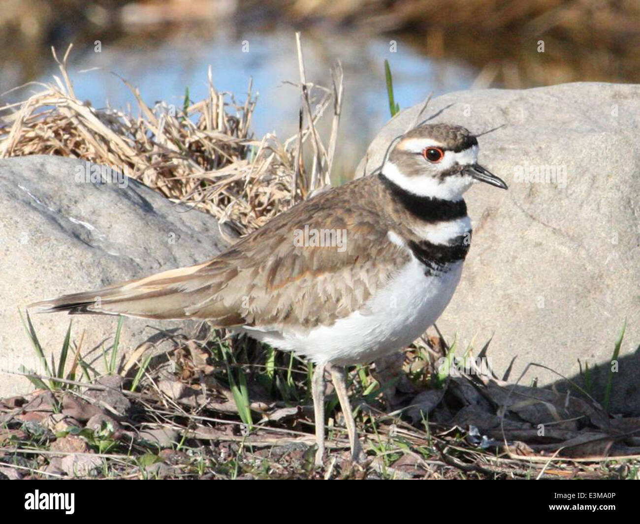 A killdeer bird is observed at Whittlesey Creek National Wildlife ...