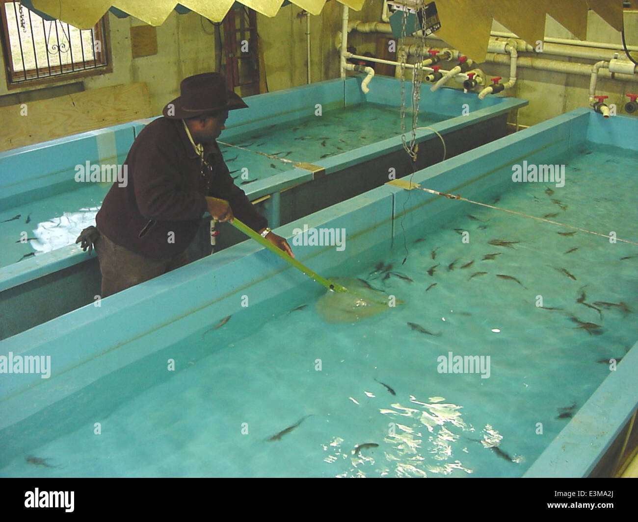 Hatcherysystem hi-res stock photography and images - Alamy