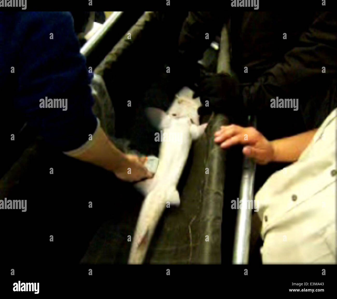 An ultrasound close-up image showing detailed views of tissues and ...