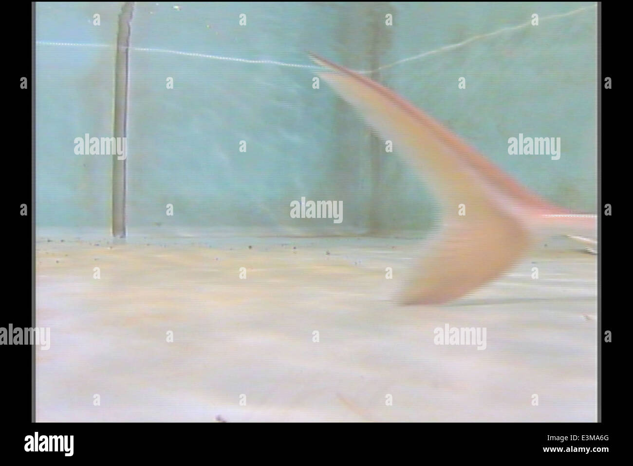 This image represents a key moment in environmental observation ...