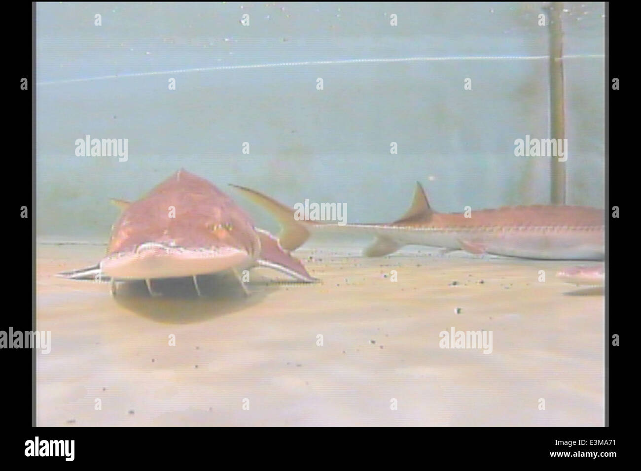 Endangered pallid sturgeon hatchery hi-res stock photography and images ...