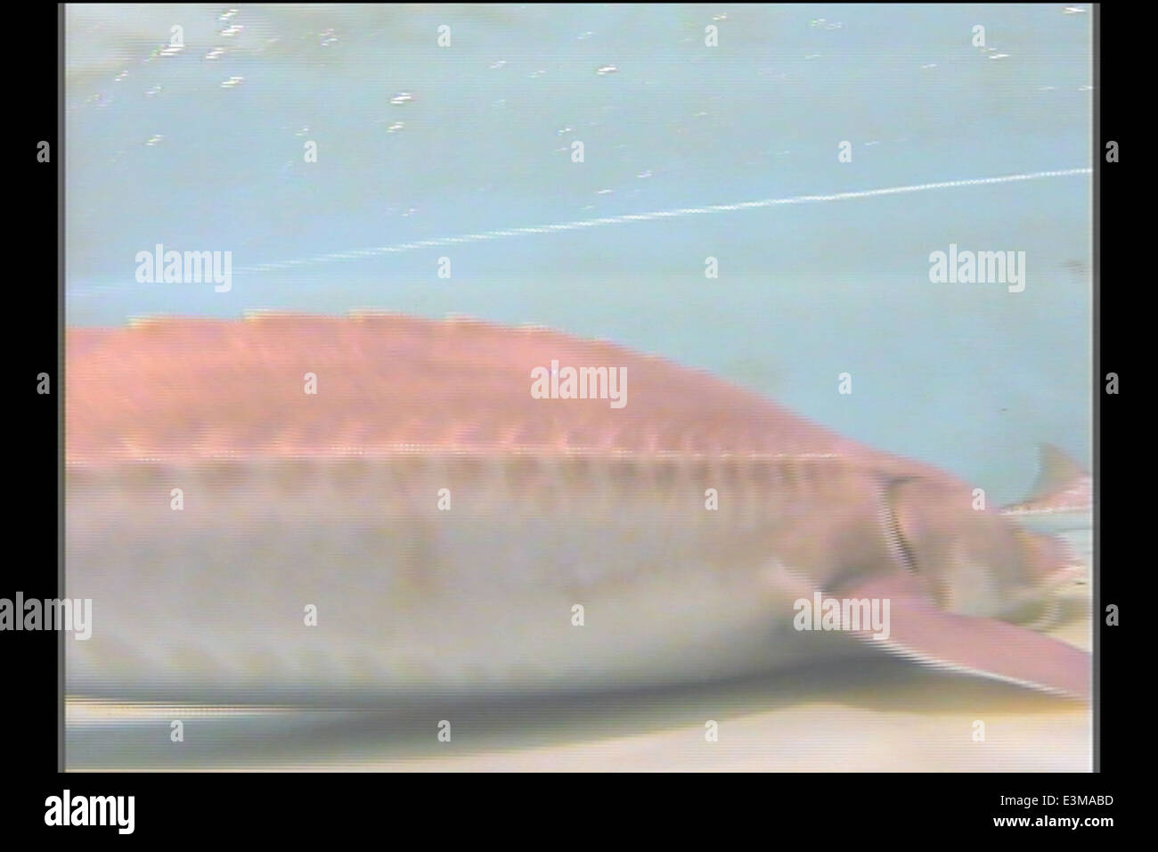 The Missouri National Fish Hatchery focuses on the conservation of ...