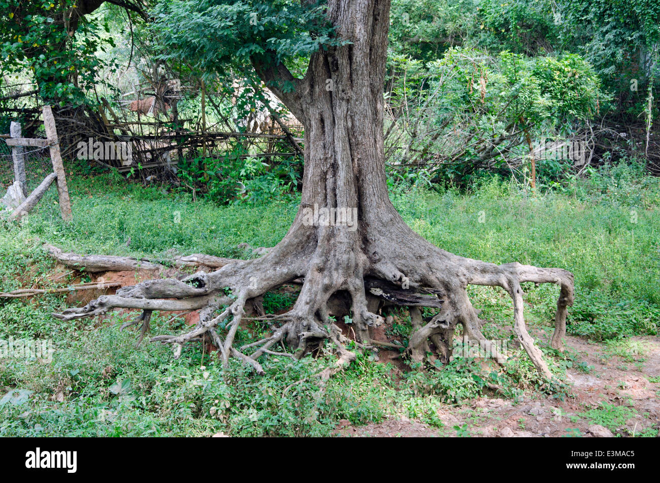 Trunk roots hi-res stock photography and images - Alamy