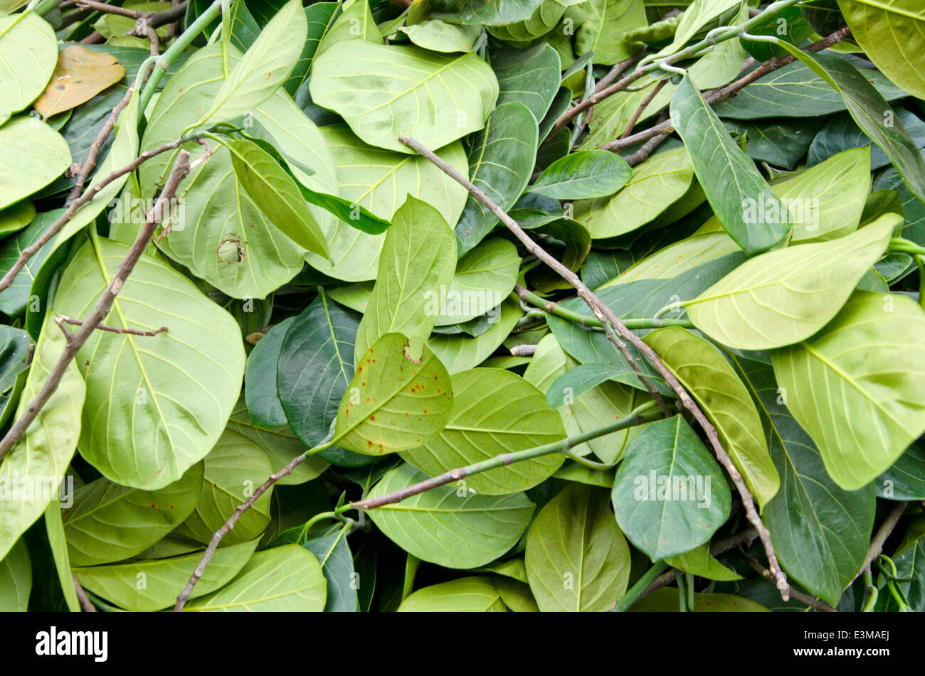 Betel chewing india hi-res stock photography and images - Alamy