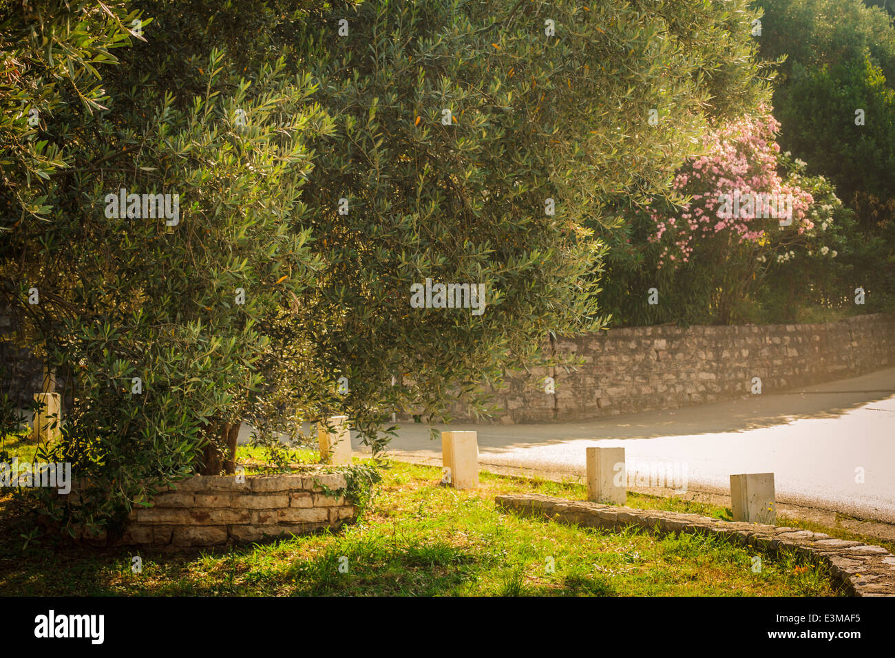 Olive trees. Mediterranean garden in the morning Stock Photo - Alamy