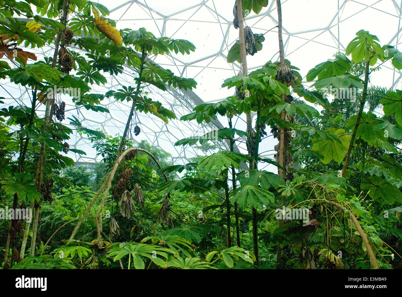 Eden project in Cornwall. Tropical bio-dome Stock Photo - Alamy