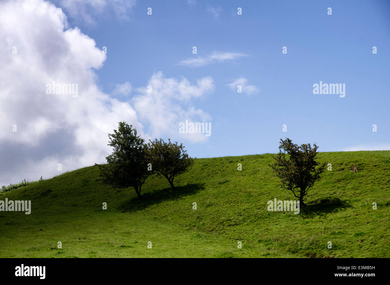 Bushes on a hillside Stock Photo - Alamy