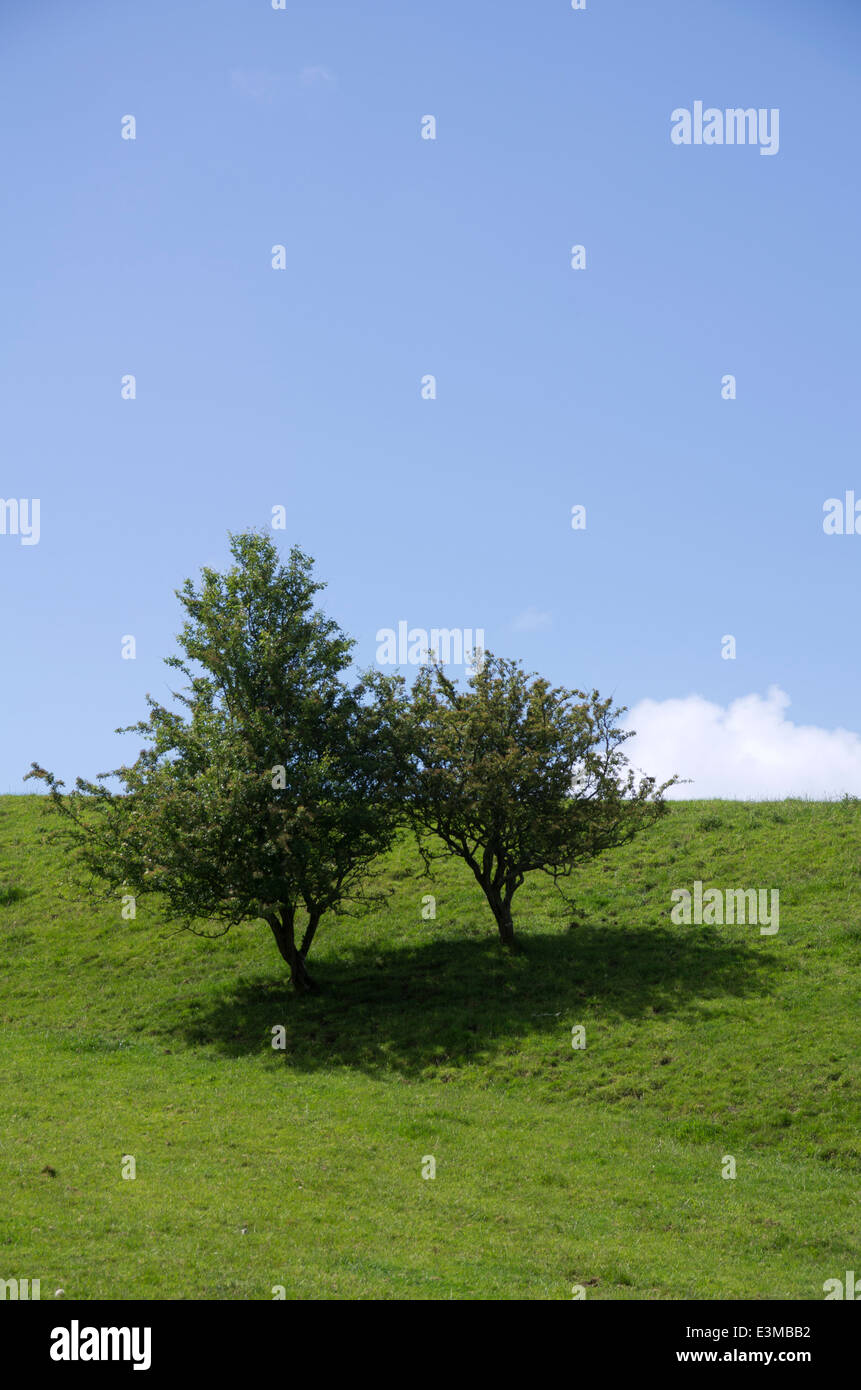 Bushes on a hillside Stock Photo - Alamy