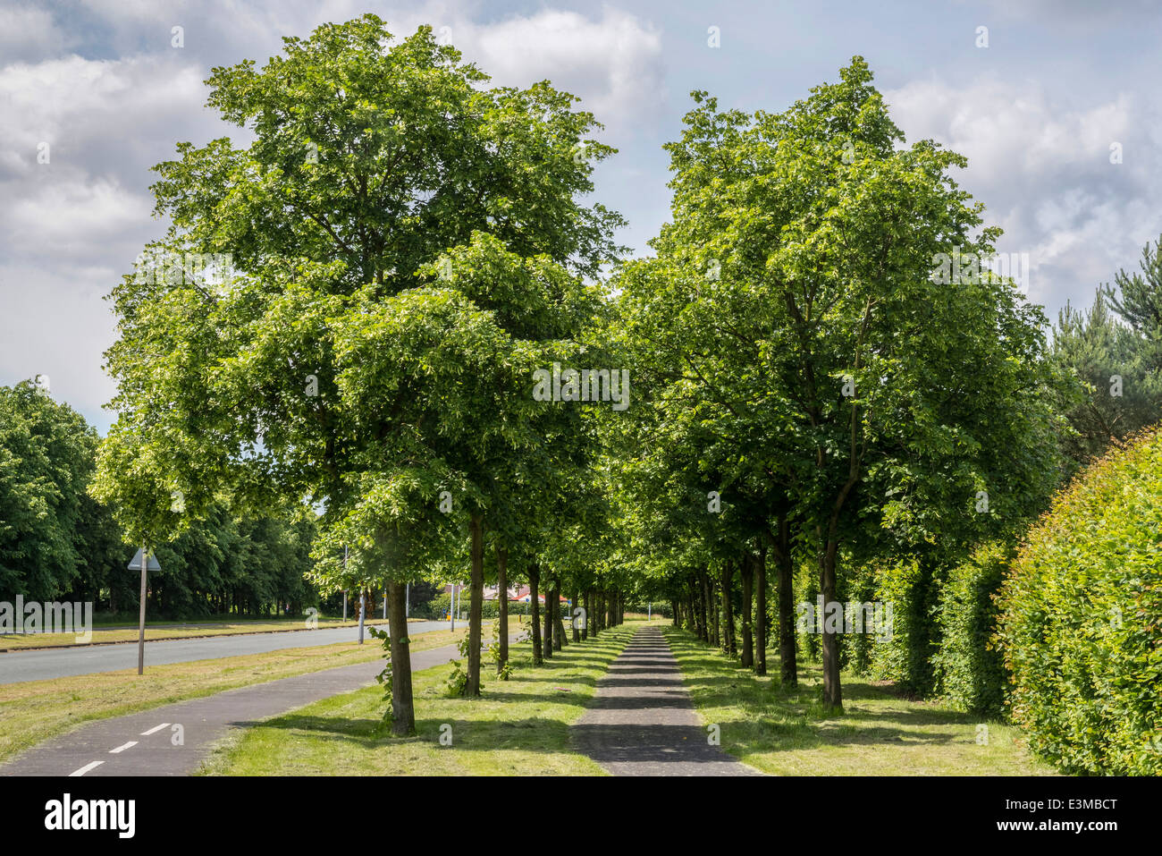 A tree lined footpath Stock Photo - Alamy