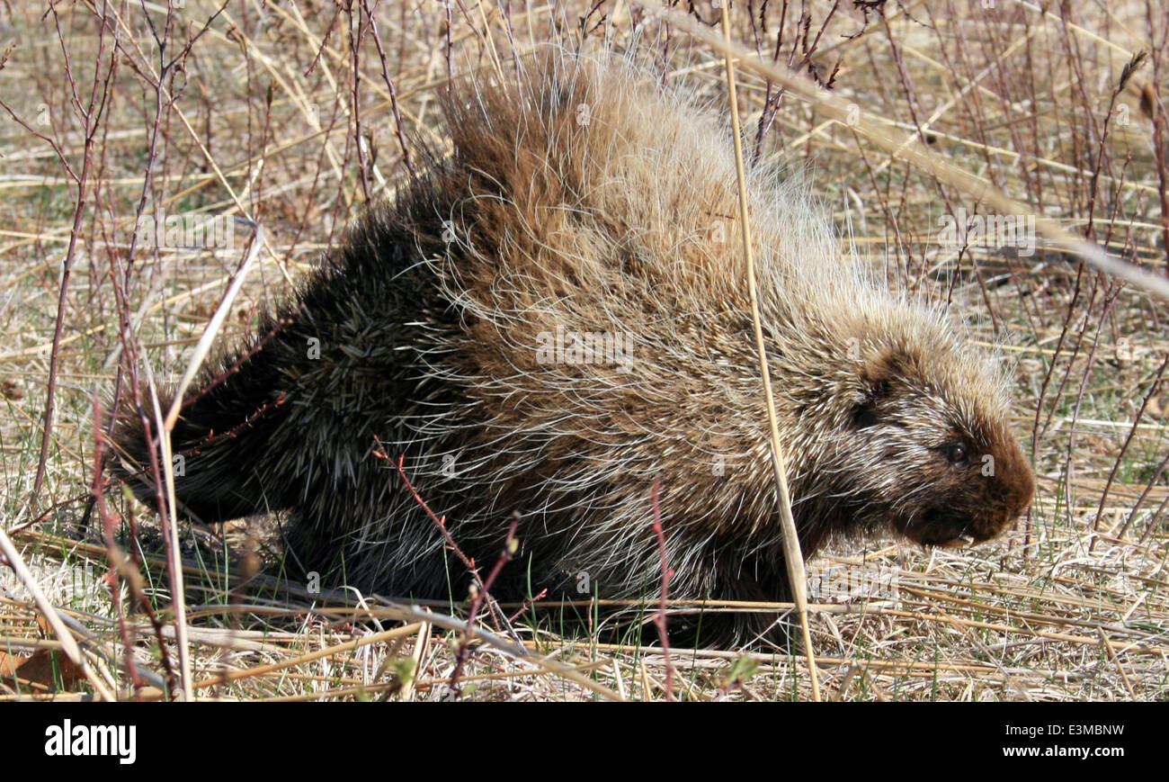 A porcupine is photographed in the Necedah National Wildlife Refuge in ...