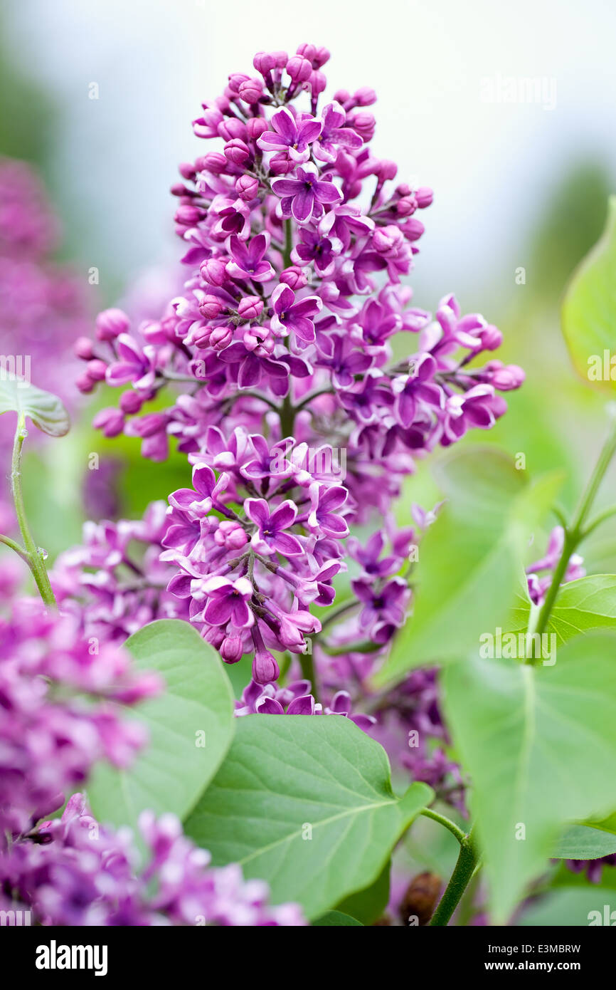 Syringa vulgaris Albert F. Holden, Lilac. Shrub, April. Purple scented ...