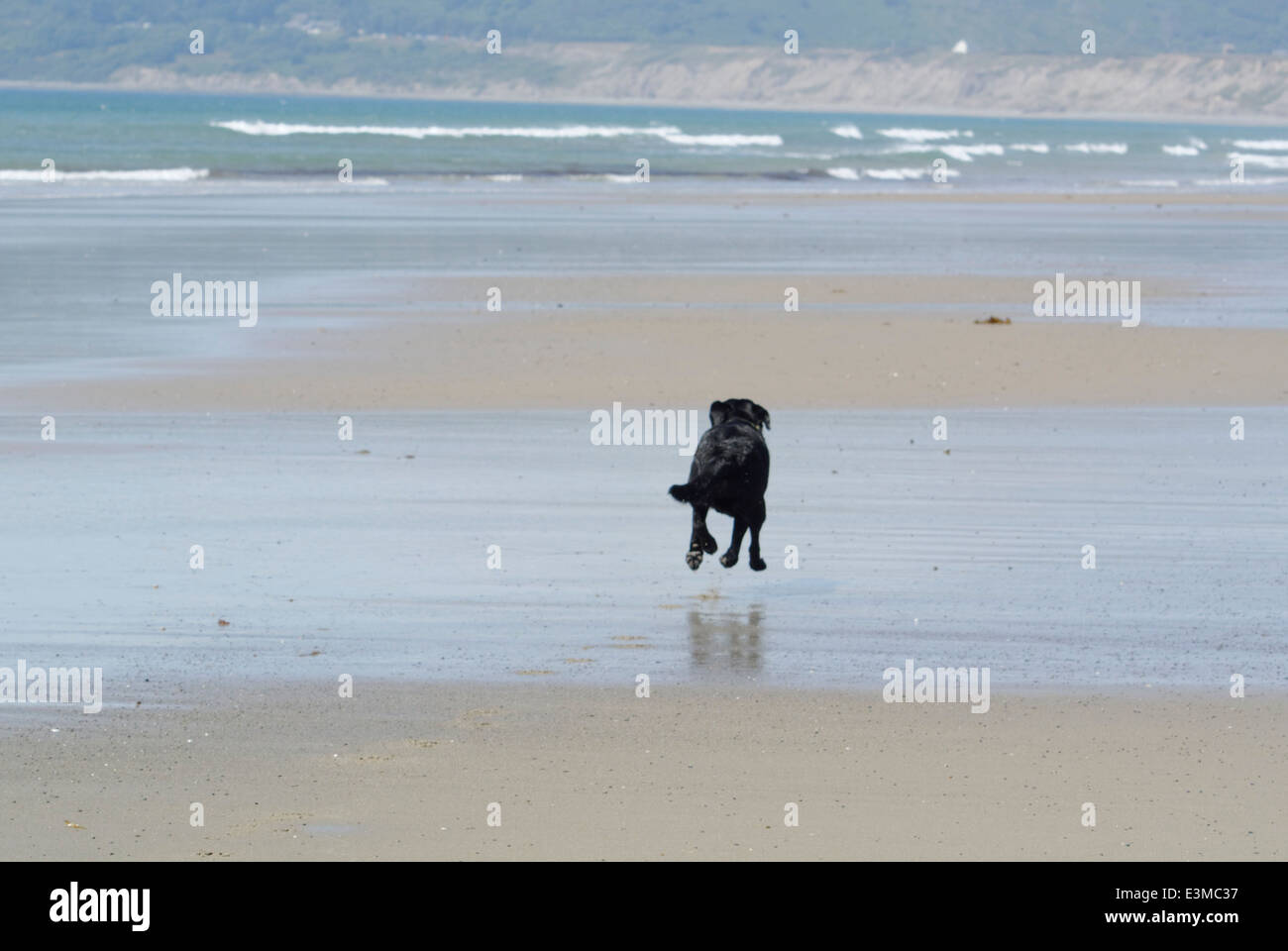 A young labrador enjoying the beach Stock Photo - Alamy