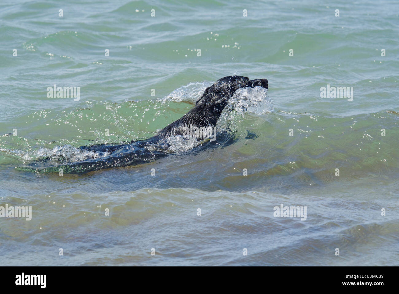 A young labrador swimming strongly in the sea Stock Photo - Alamy