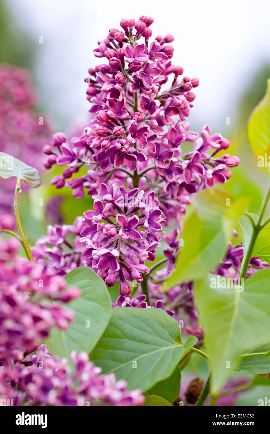 Syringa vulgaris Albert F. Holden, Lilac. Shrub, April. Purple scented ...