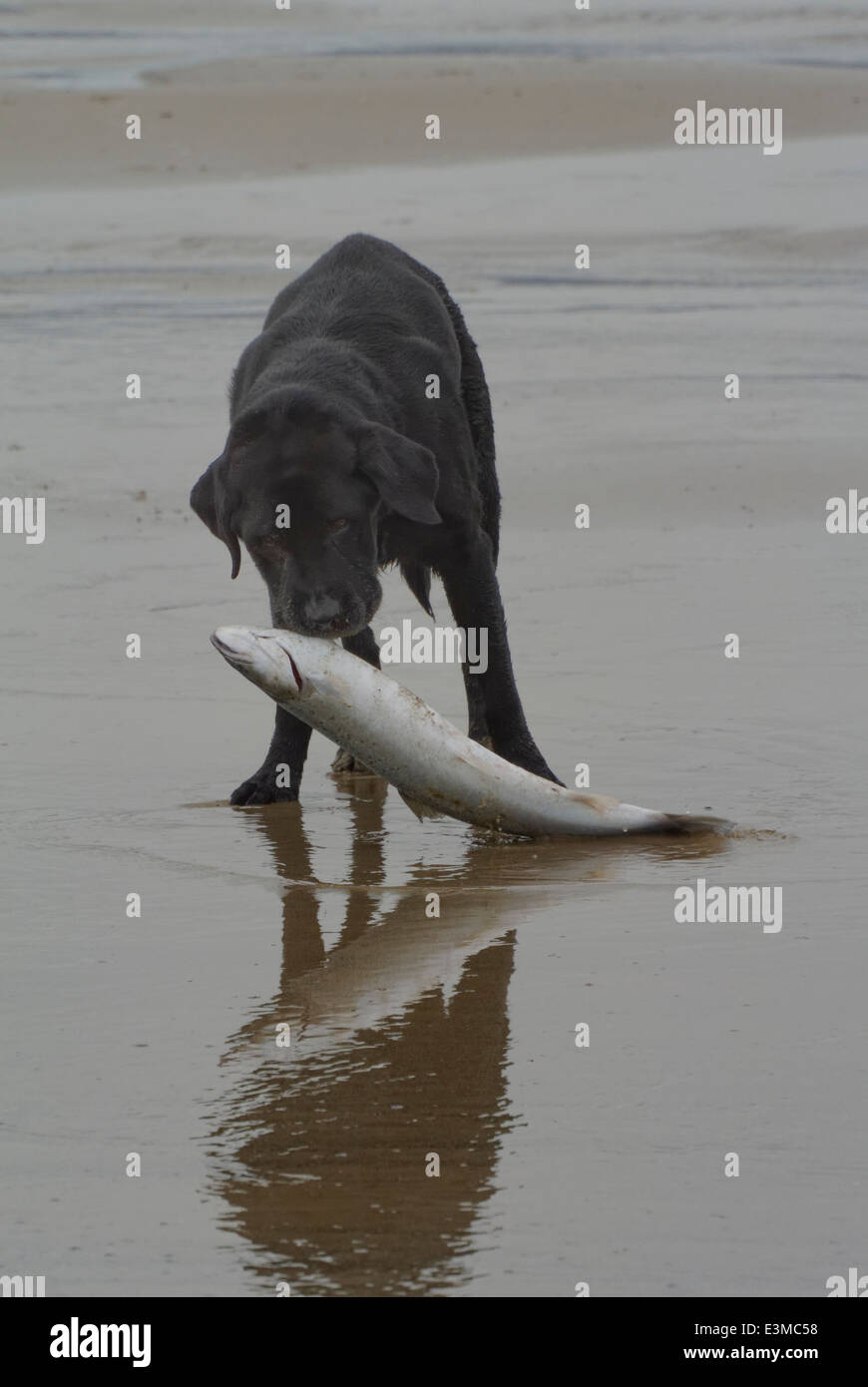 Elderly labrador dog finds a large sea bass on the beach at Proth ...