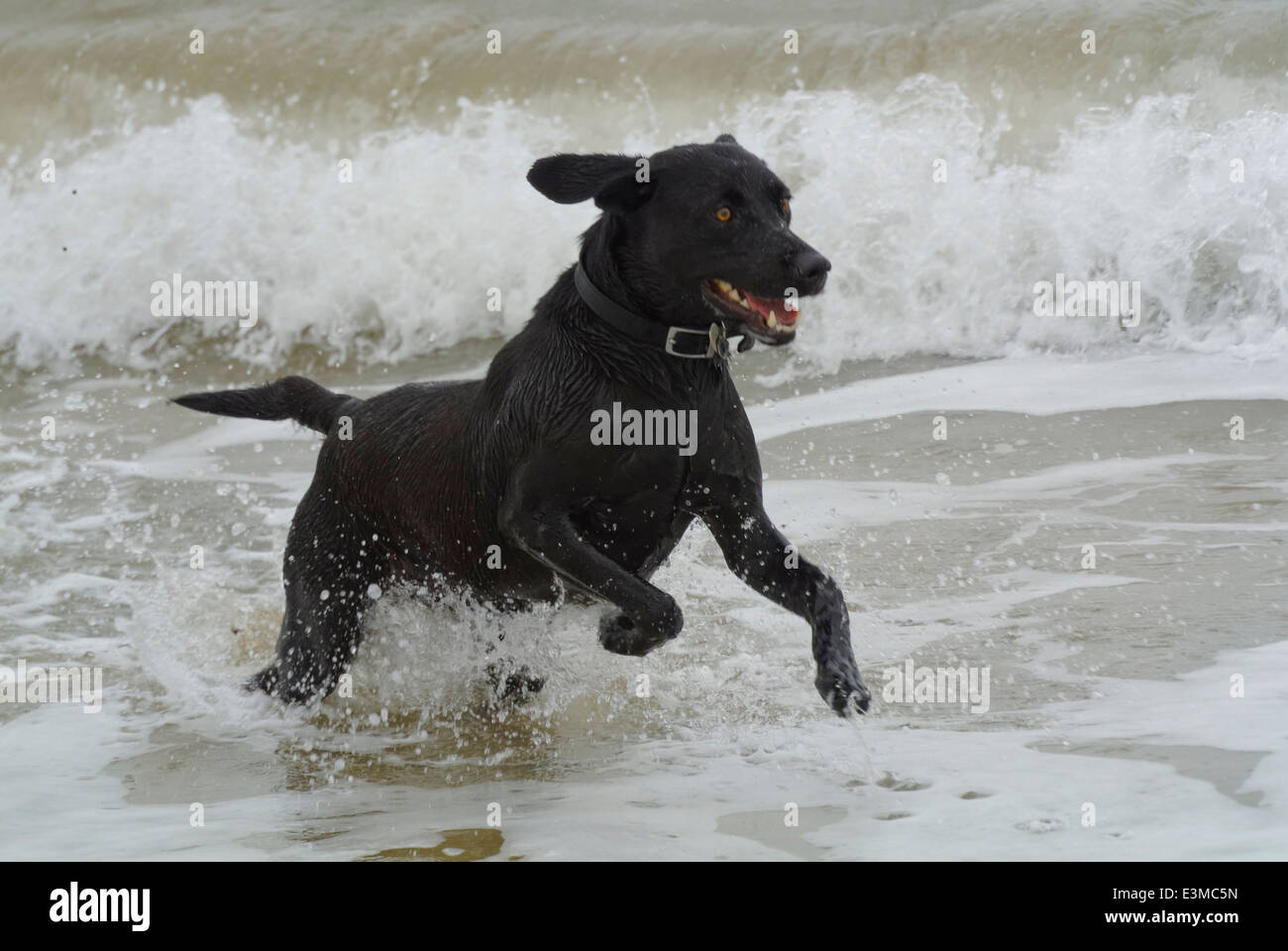 Porth Neigwl [Hell's Mouth Bay ] A happy labrador dog enjoys the ...