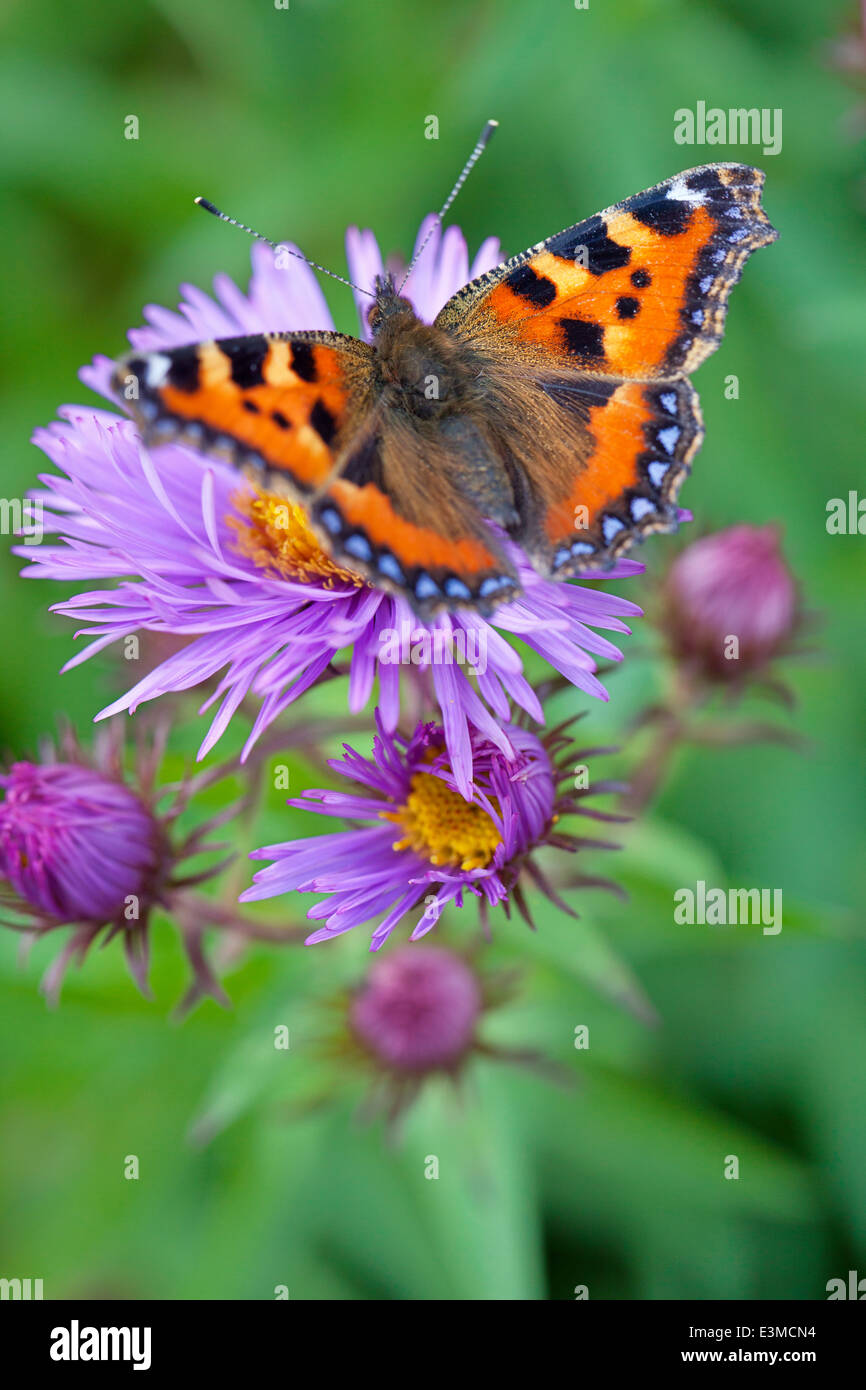 Small tortoiseshell butterfly hi-res stock photography and images - Alamy