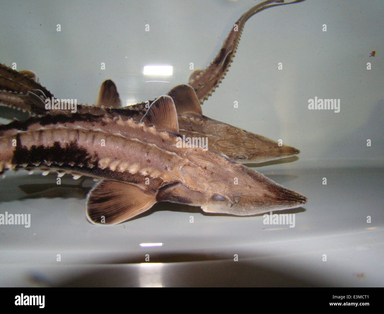 Mass marking is a technique used in wildlife management to track and ...
