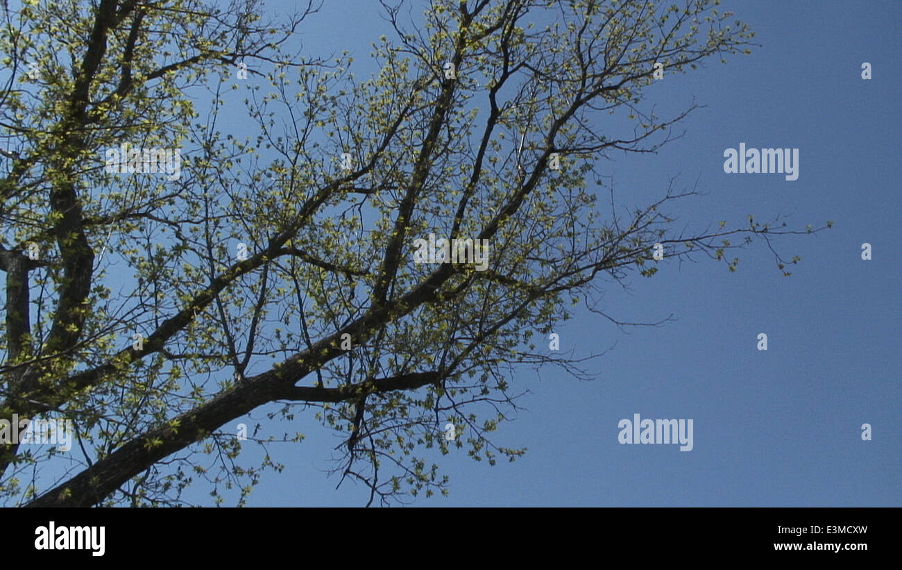 Spring marks the arrival of migratory birds in Minnesota, offering ...