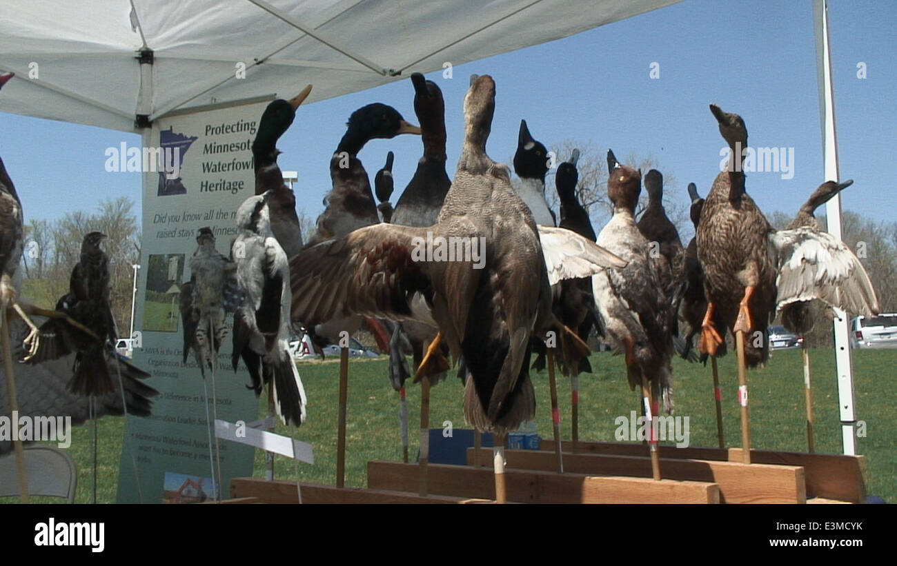 Minnesota Waterfowl Association "Ducks on a Stick" (FWS Stock Photo - Alamy