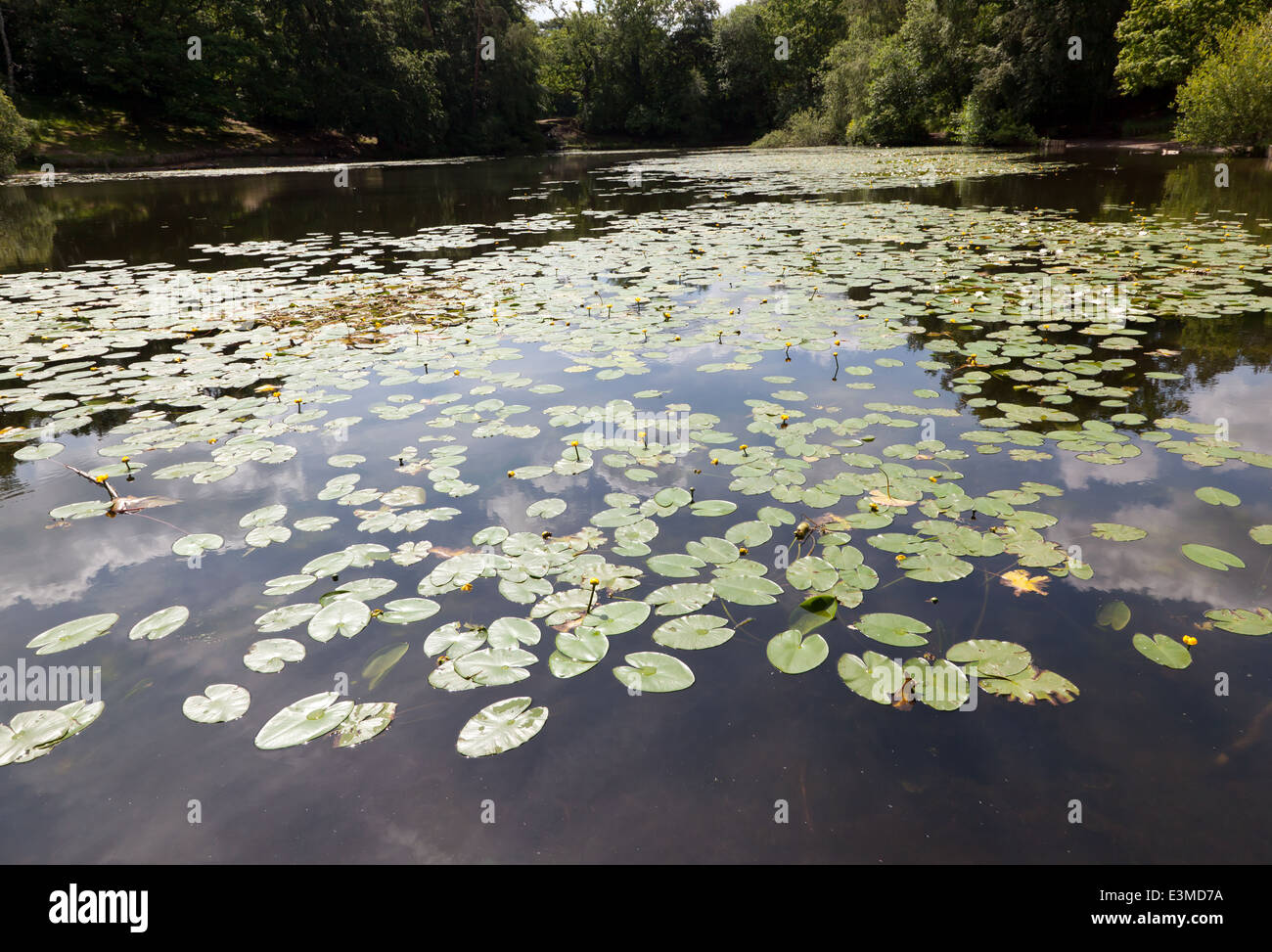 Water Lilies on the surface of Keston Ponds, Bromley, Kent Stock Photo ...