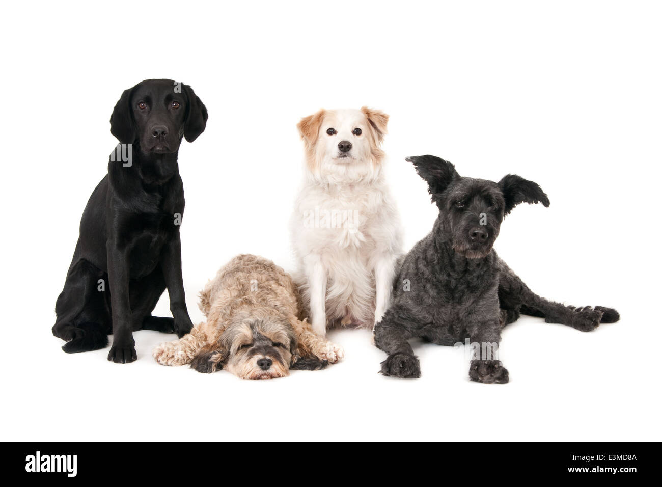 Four dogs posing Stock Photo - Alamy