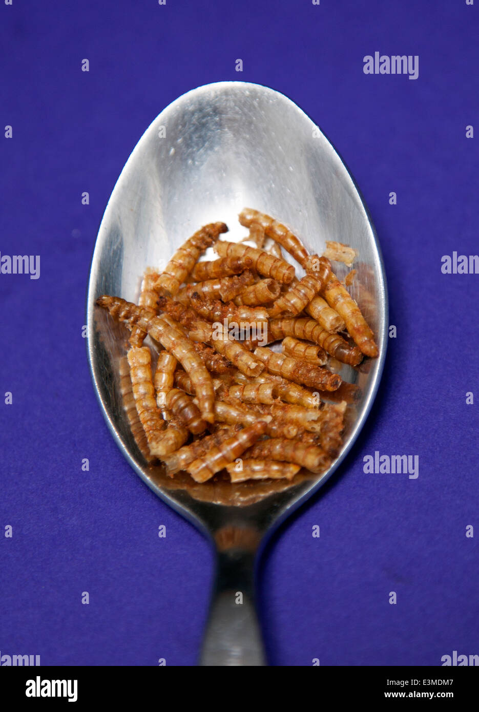 Spoon worm hi-res stock photography and images - Alamy
