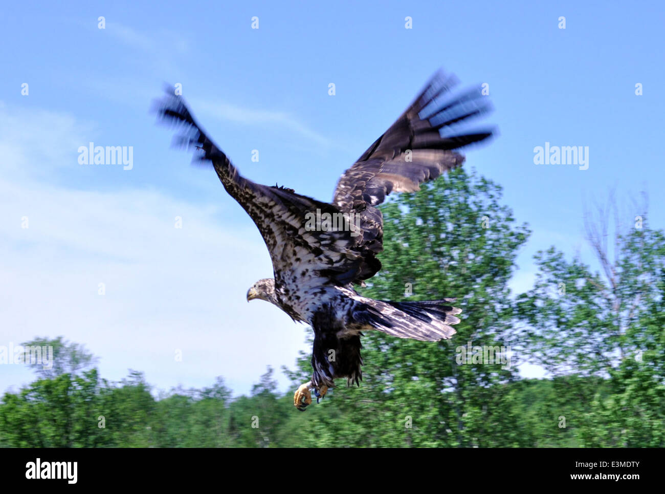 Bald Eagle Role In Ecosystem | Vidéos de Bald Eagle Role In Ecosystem ...