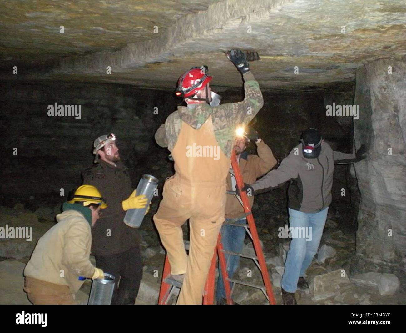 Indiana bats in cave hi-res stock photography and images - Alamy